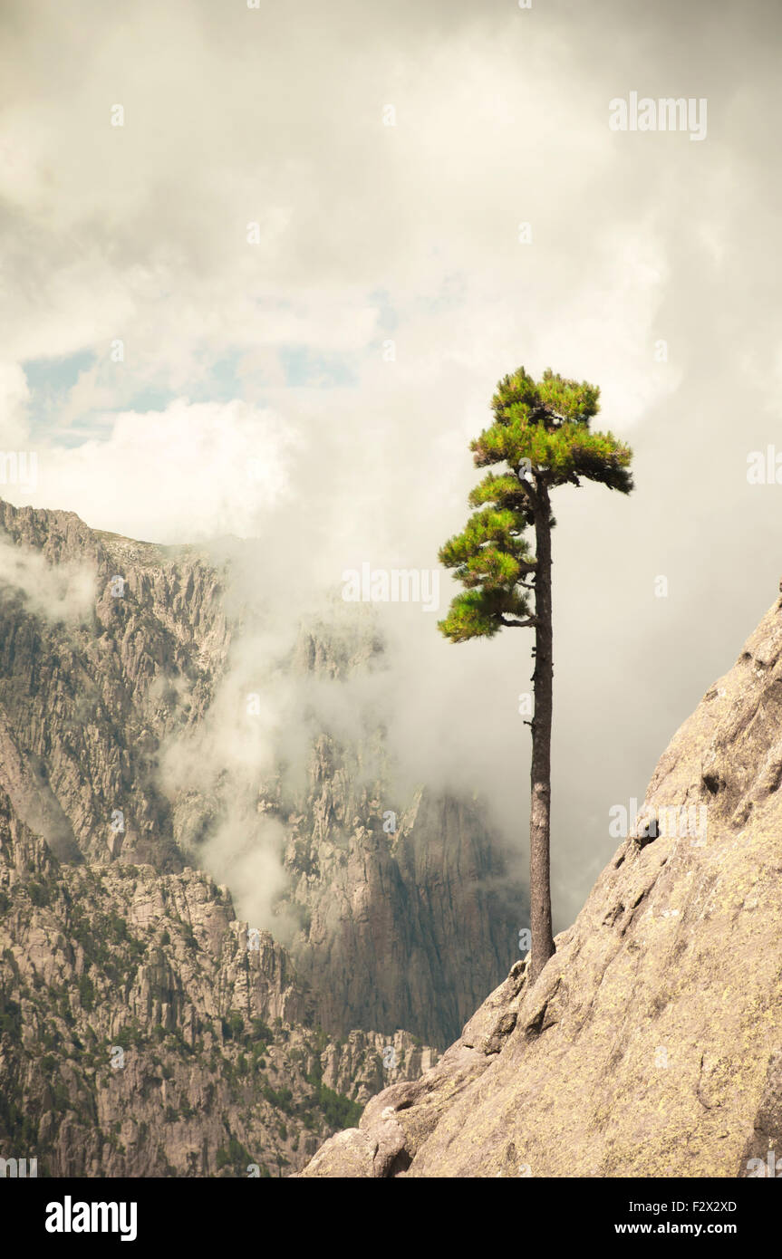 A single conifer in the Corsican-mountains Stock Photo - Alamy
