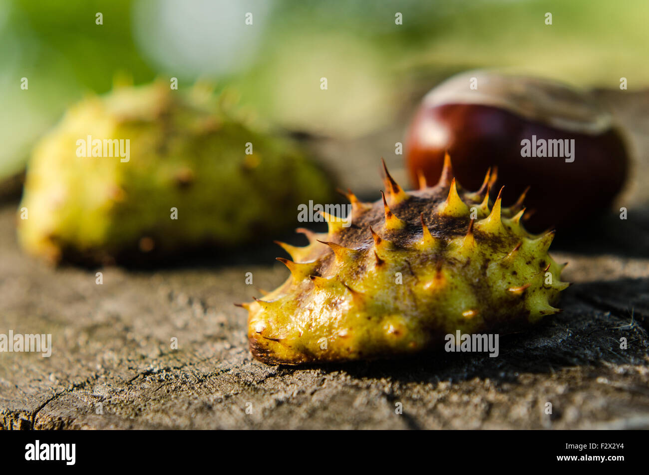 Conker spiky shell hi-res stock photography and images - Alamy