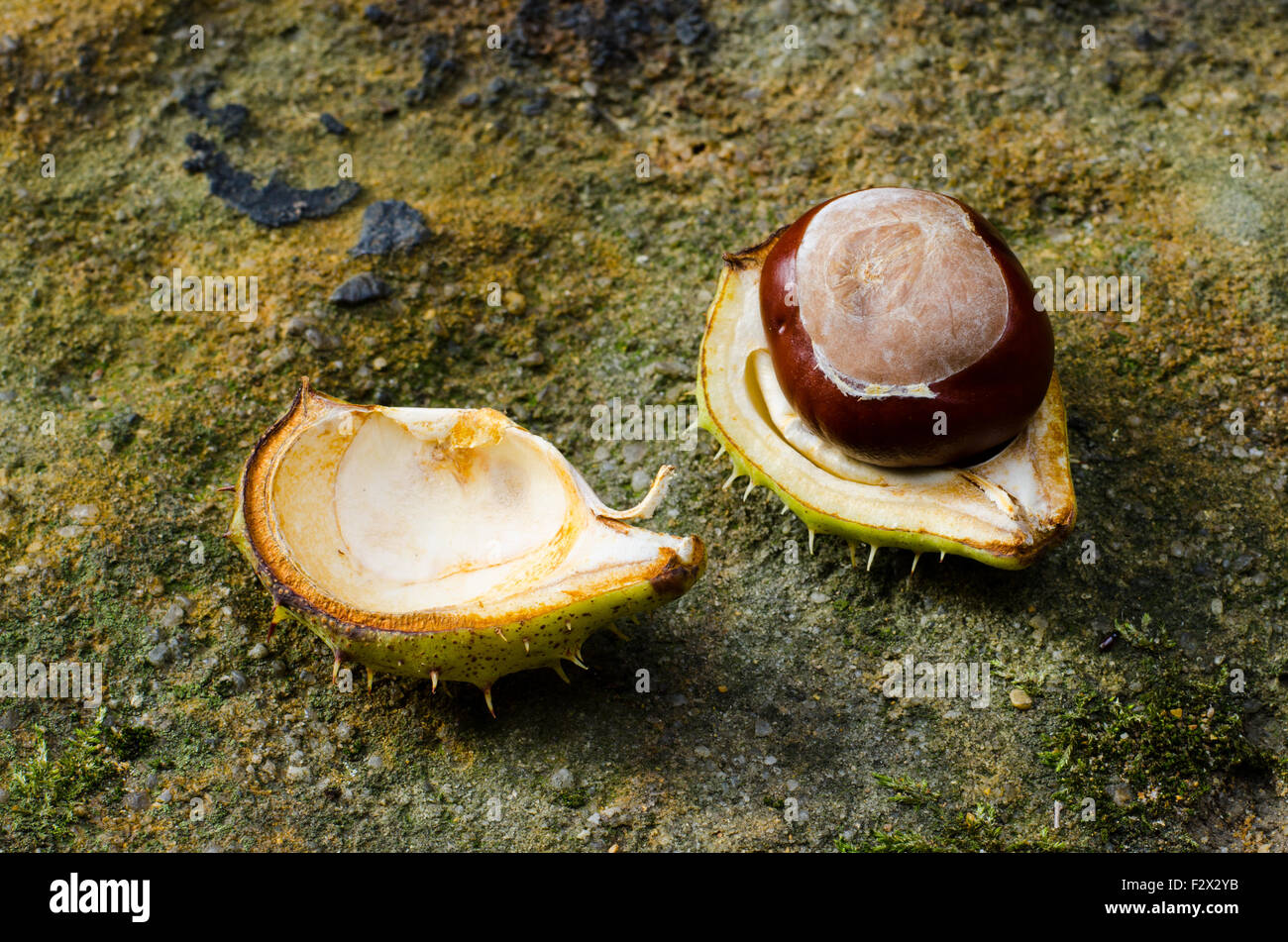 Conker spiky shell hi-res stock photography and images - Alamy