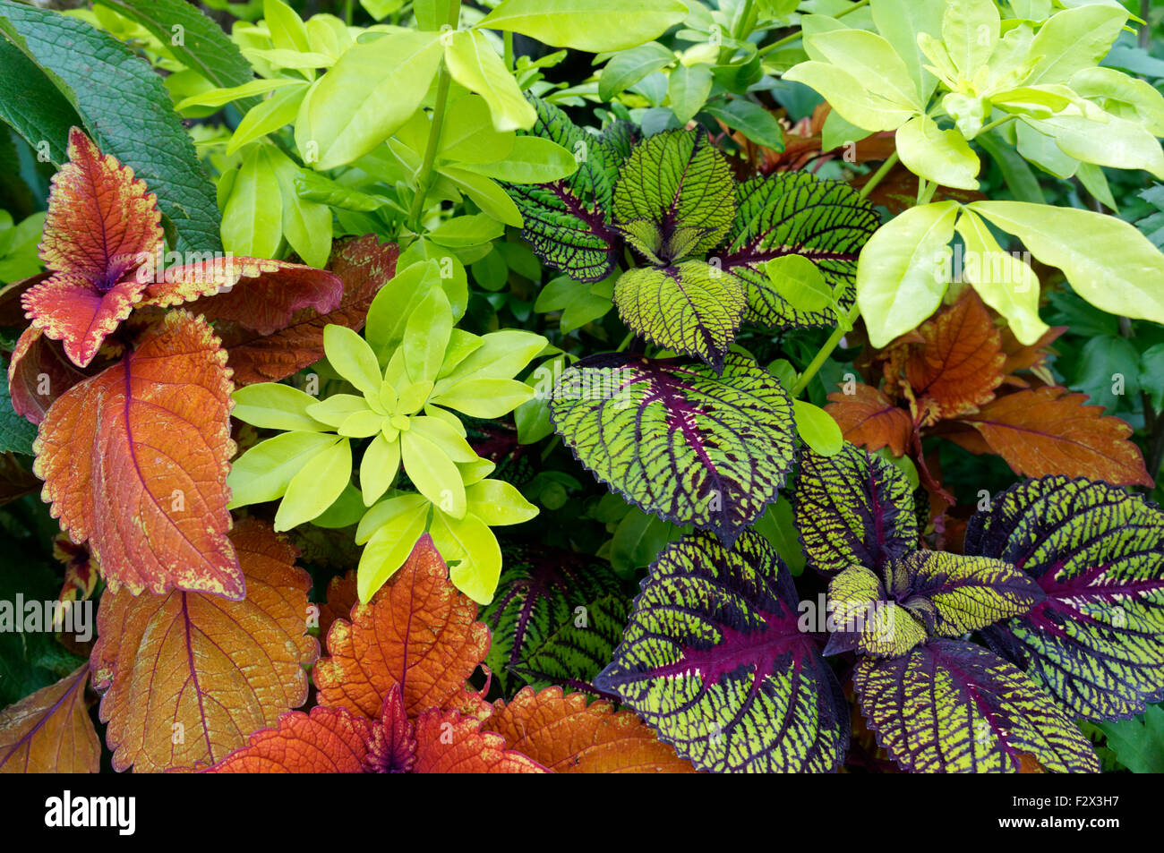 Various types of plants hi-res stock photography and images - Alamy