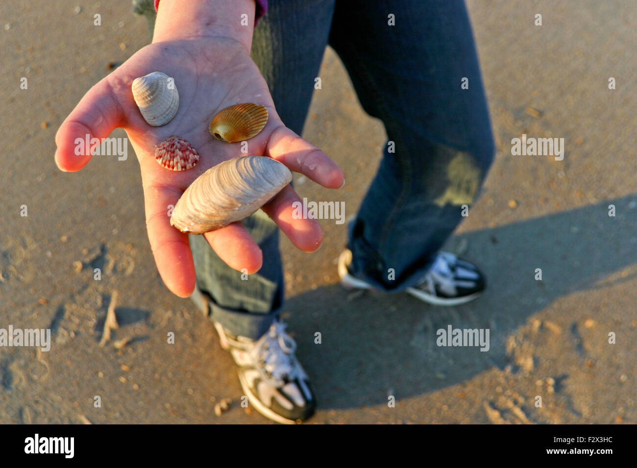 Girls Gathering Shells High Resolution Stock Photography and Images - Alamy