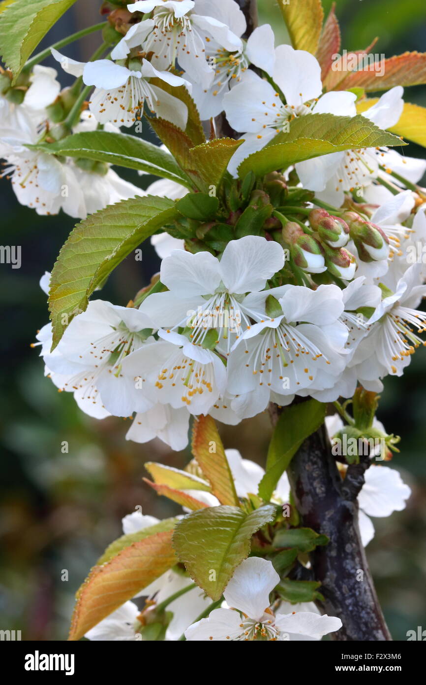 Close up shot of Lapins cherry flowers on a tree Stock Photo - Alamy