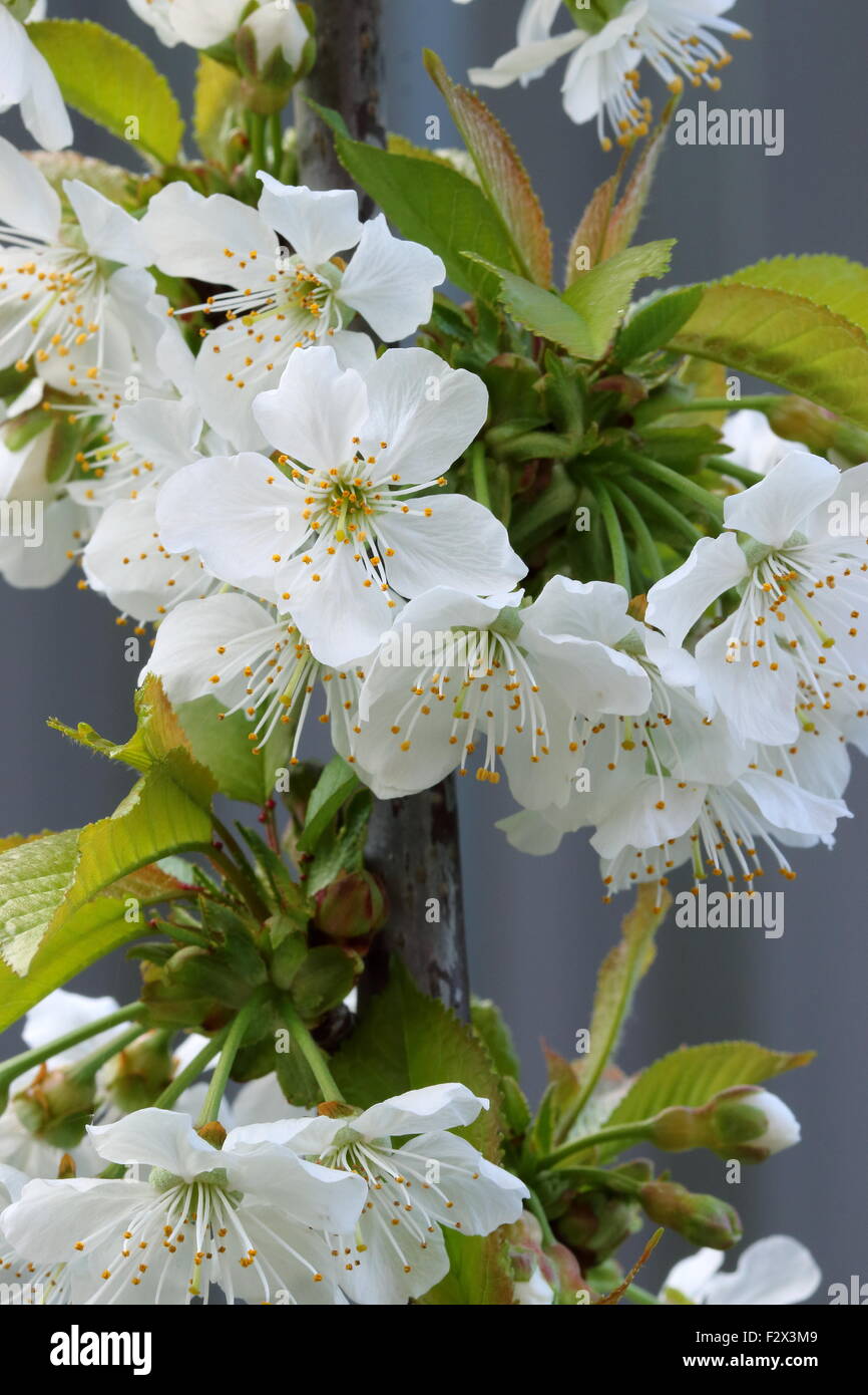 Close up shot of Lapins cherry flowers on a tree Stock Photo - Alamy