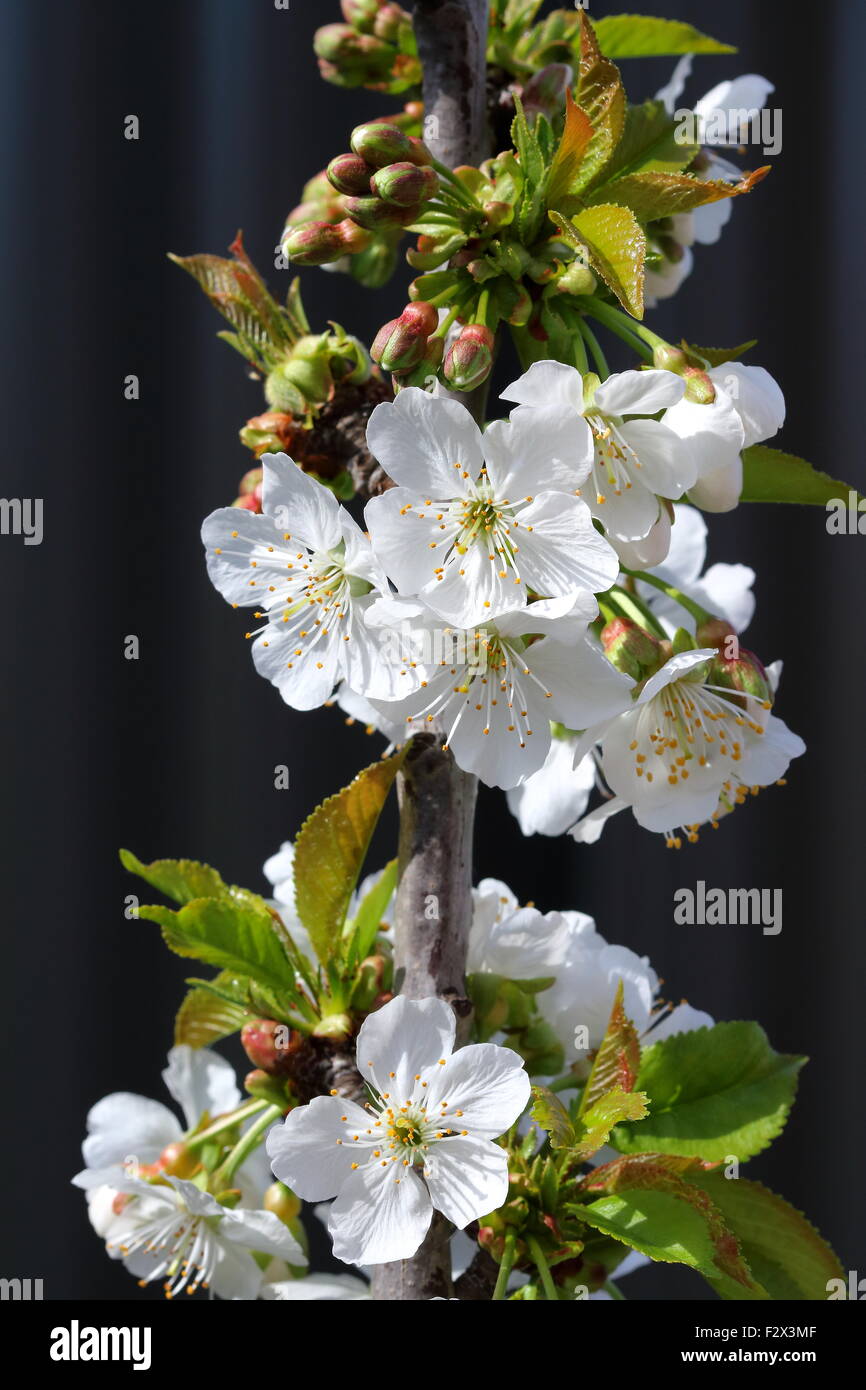 Close up shot of Lapins cherry flowers on a tree Stock Photo - Alamy