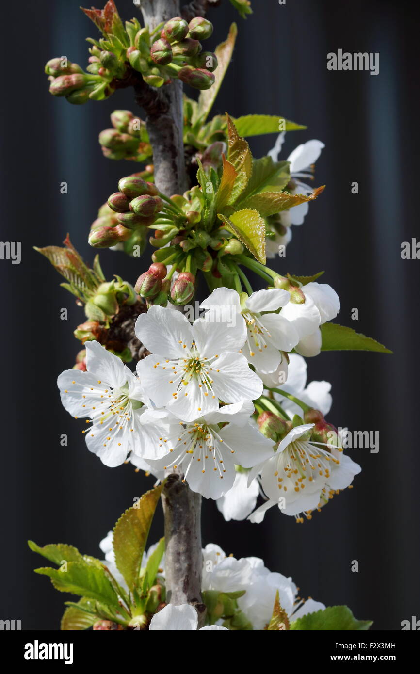 Prunus avium lapins hi-res stock photography and images - Alamy