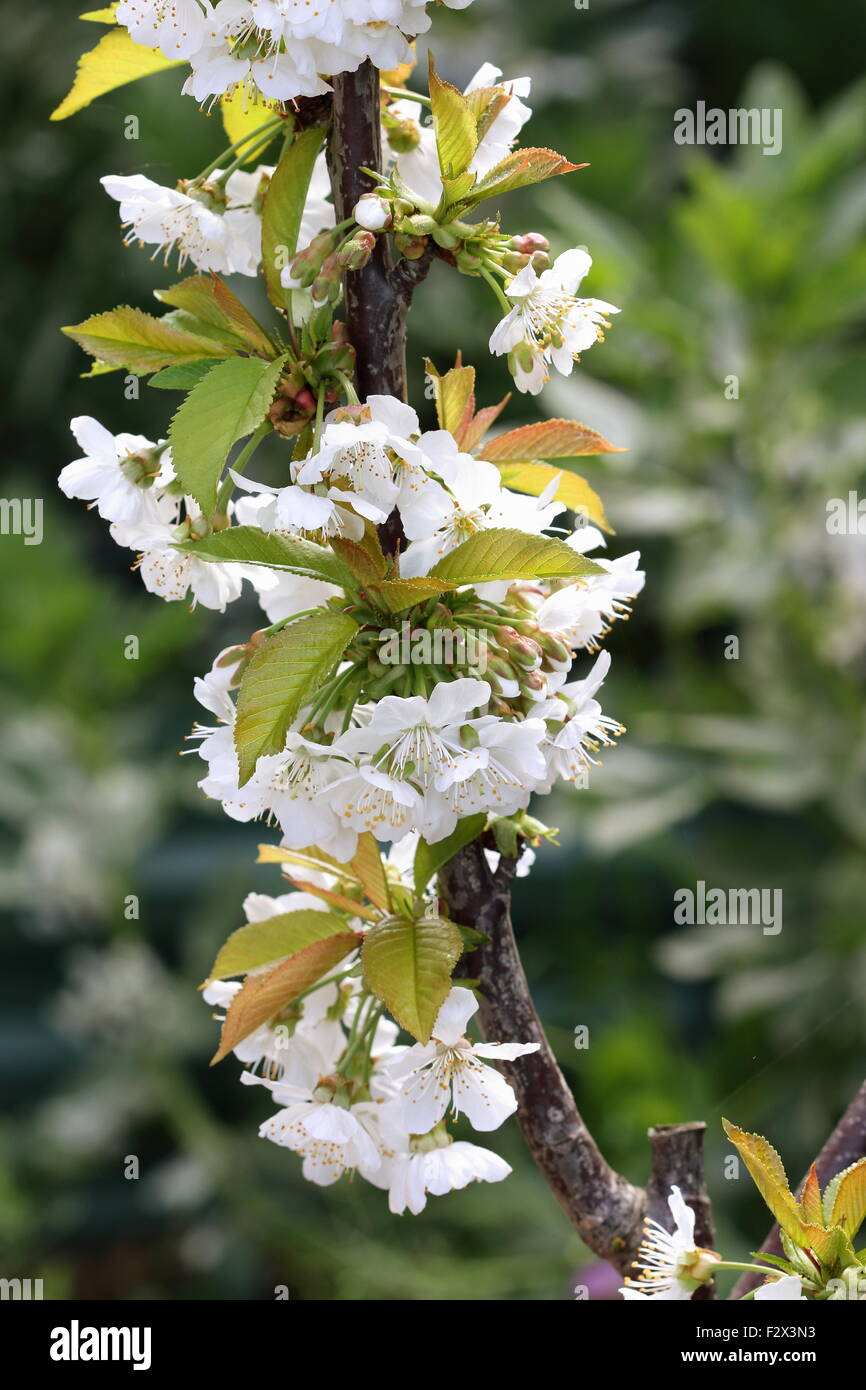 Close up shot of Lapins cherry flowers on a tree Stock Photo - Alamy