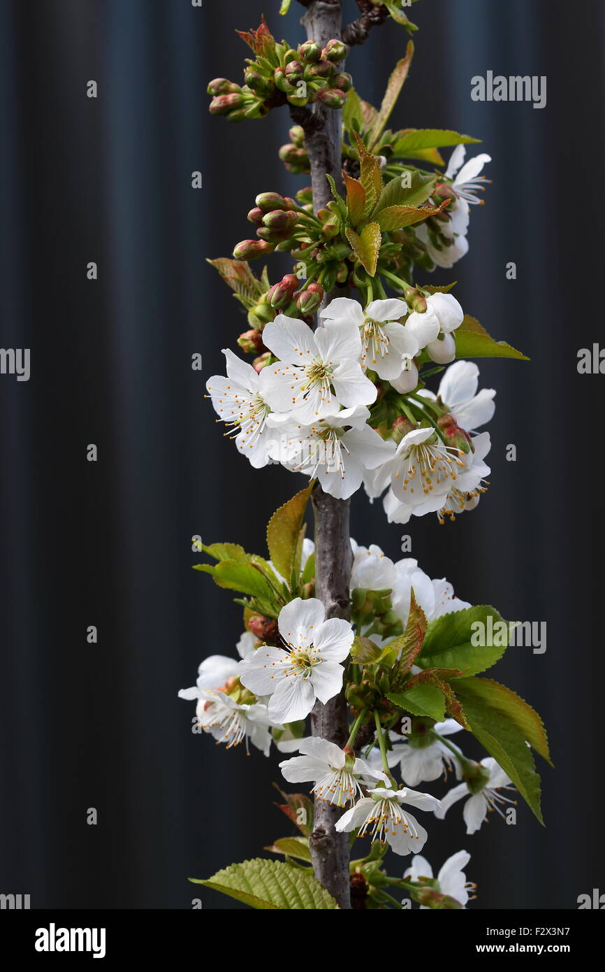Close up shot of Lapins cherry flowers on a tree Stock Photo - Alamy
