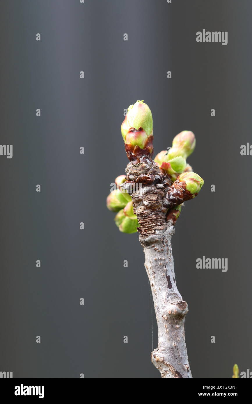 Cherry tree buds hi-res stock photography and images - Alamy