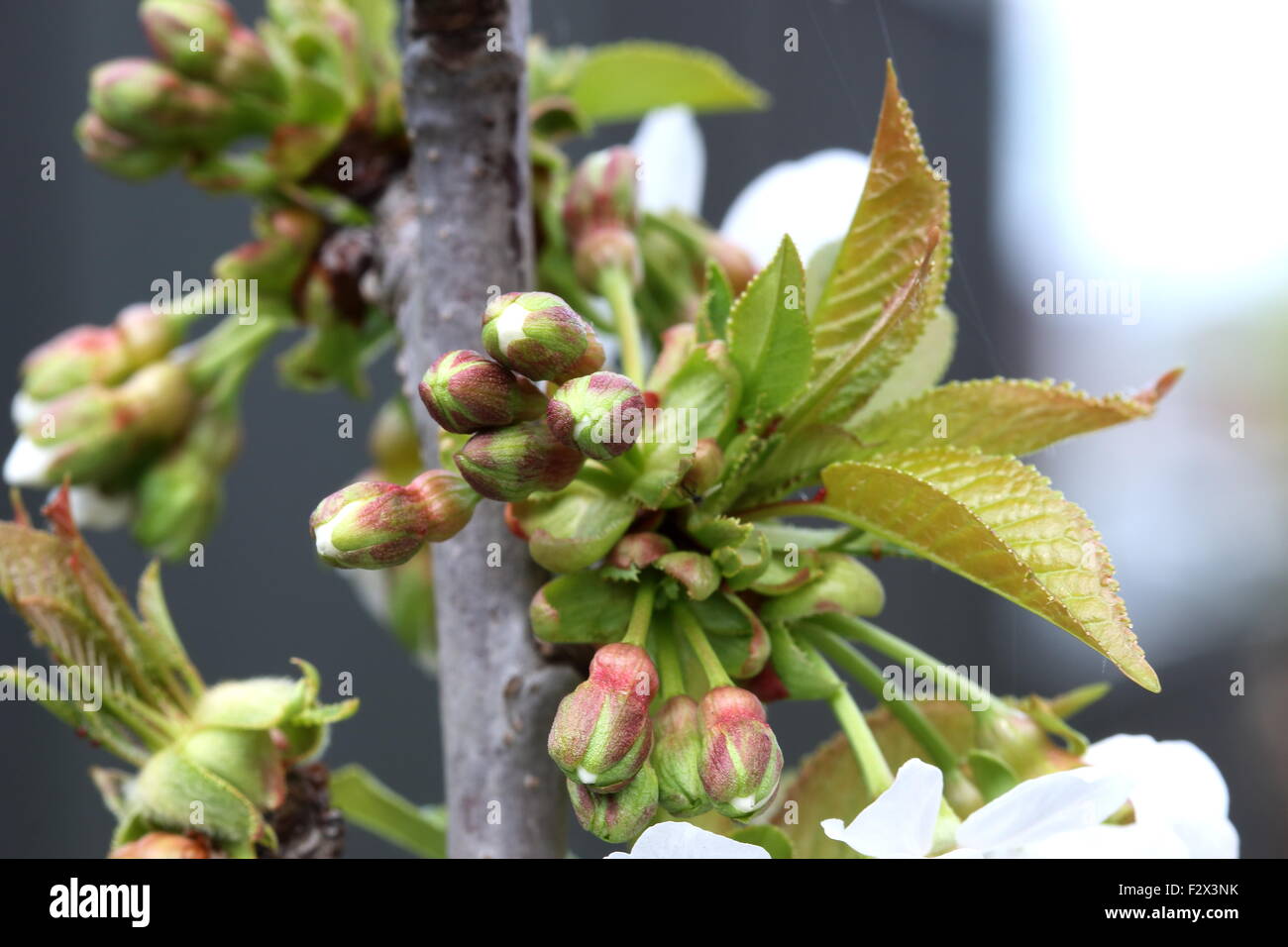 Cherry blossoms on a cherry tree hi-res stock photography and images ...
