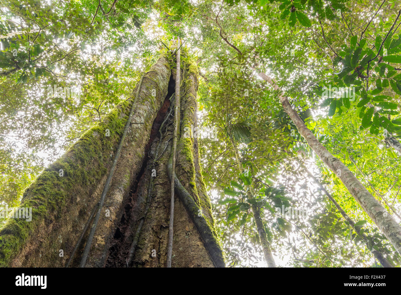 Looking up the trunk of a giant rainforest tree to the canopy, Ecuador ...