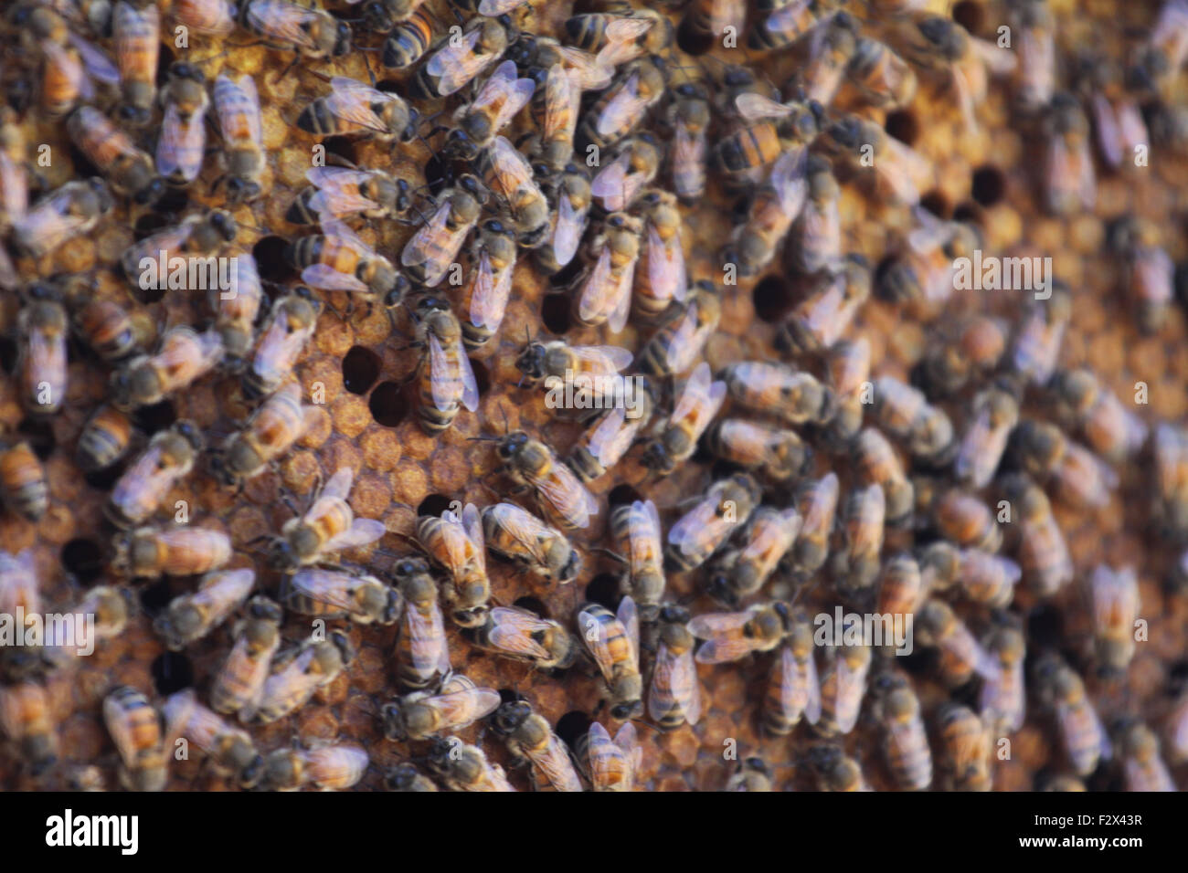 Close of bumble bees on a bee hive, from Big Island Bees, Kealakekua ...
