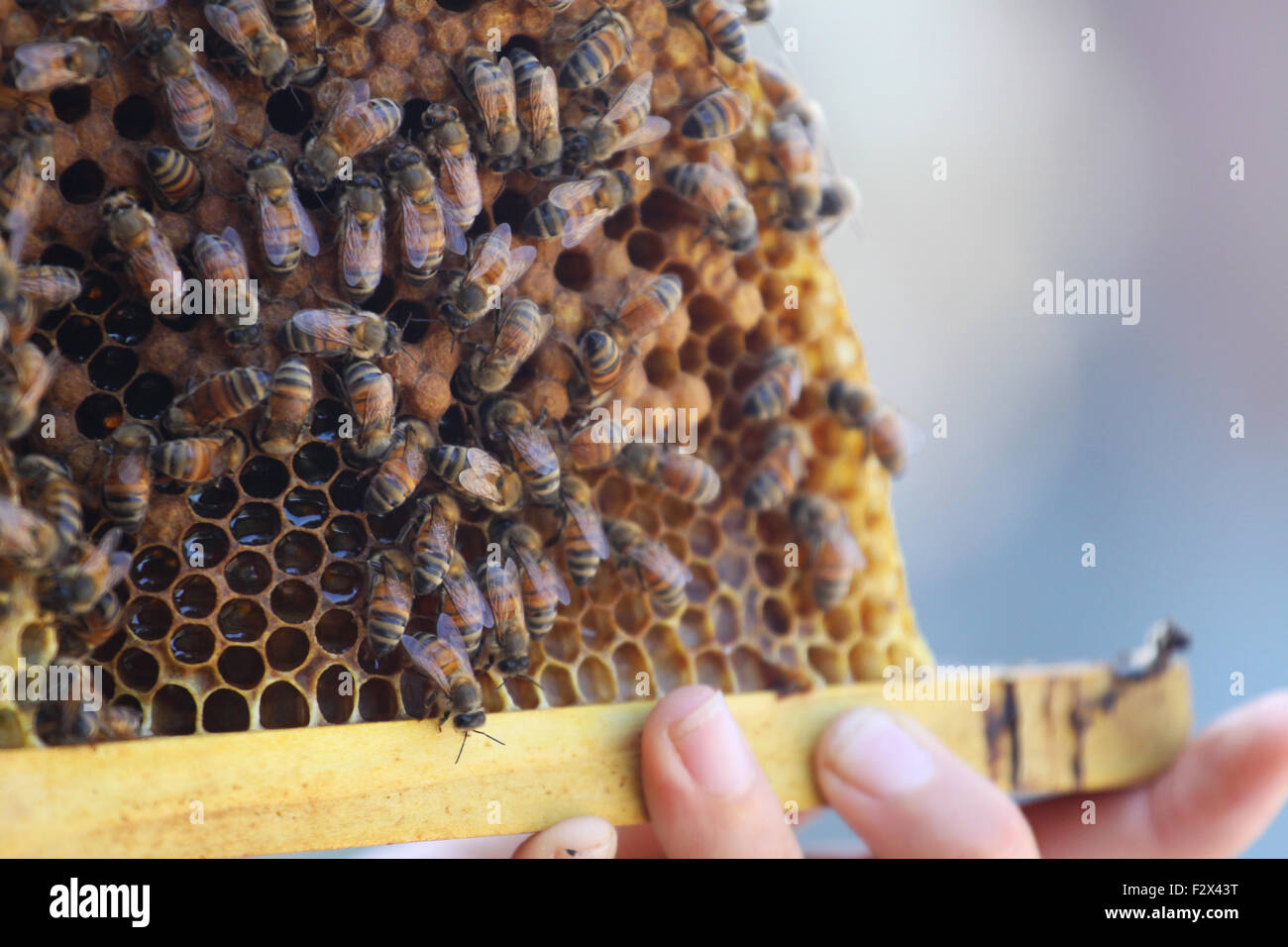 Big island bees, hawaii hi-res stock photography and images - Alamy
