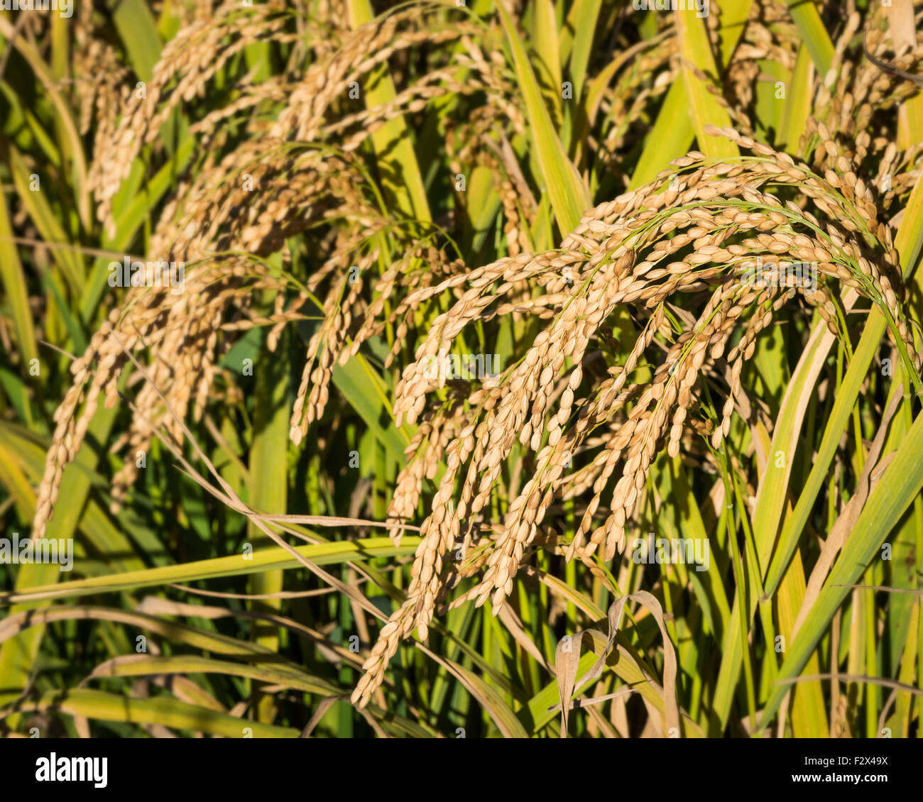 Ears of rice hi-res stock photography and images - Alamy