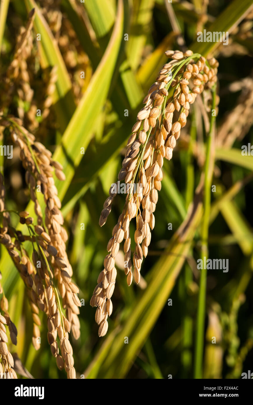 Ears of rice hi-res stock photography and images - Alamy