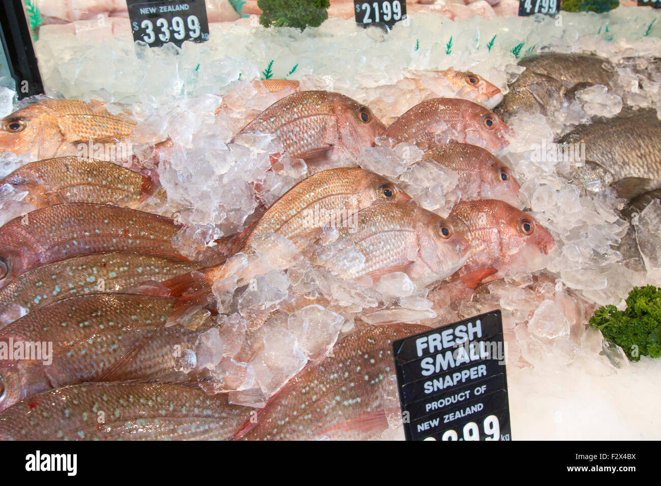 Snapper fish australia hi-res stock photography and images - Alamy