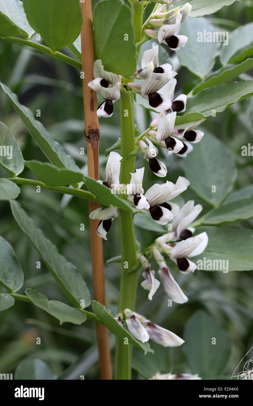 Vicia faba bean plant with flowers Stock Photo - Alamy