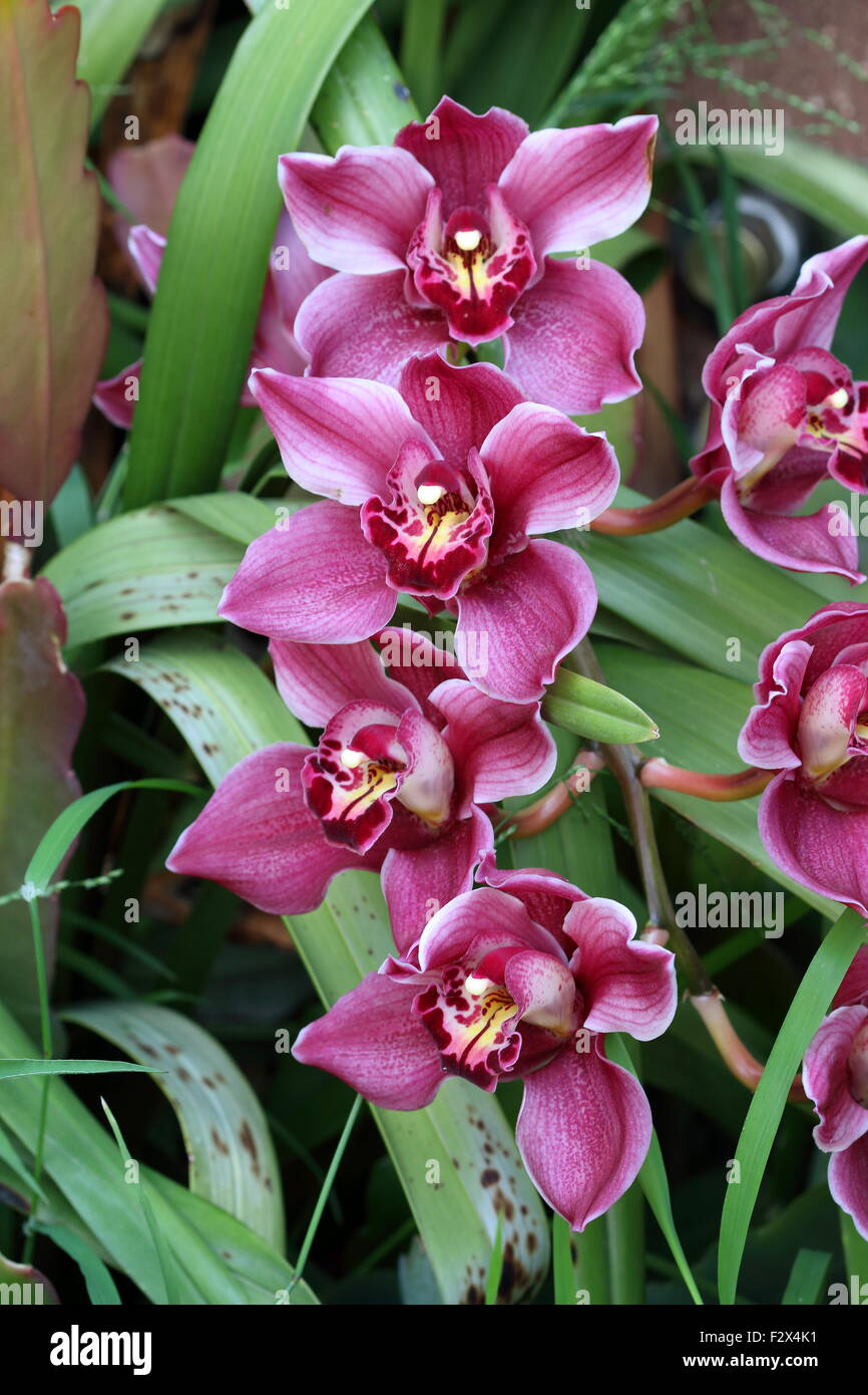 Botany orchidaceae cymbidium hi-res stock photography and images - Alamy
