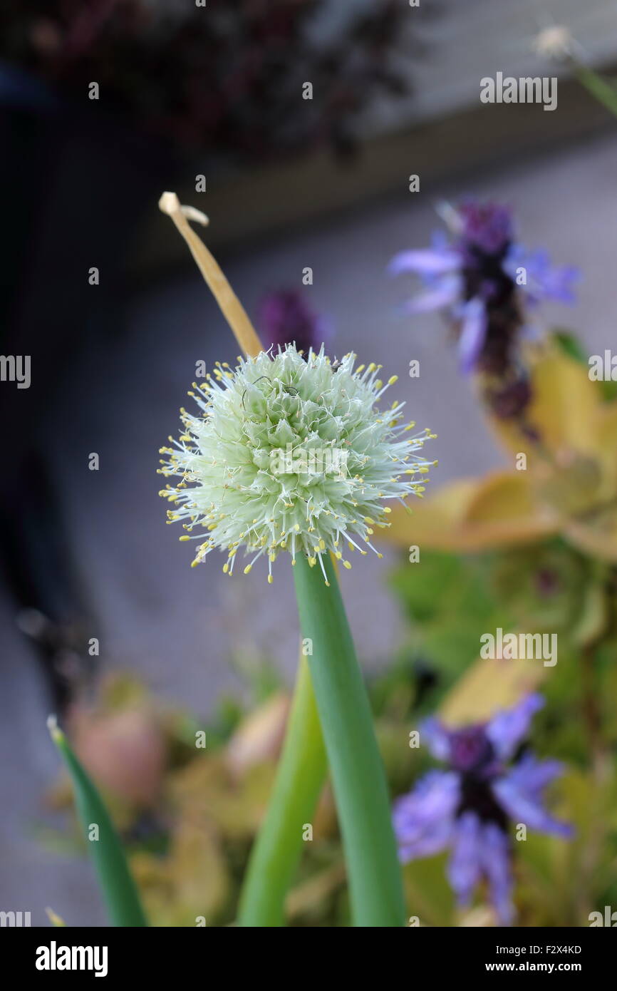 Onion stalk hi-res stock photography and images - Alamy