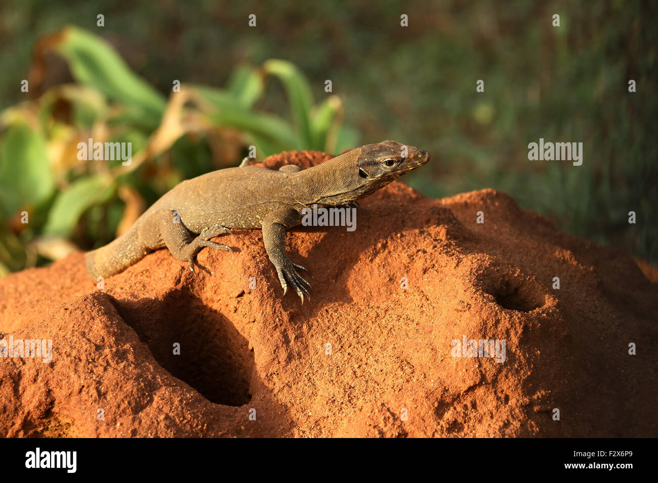 Indian Monitor Lizard Stock Photo - Alamy