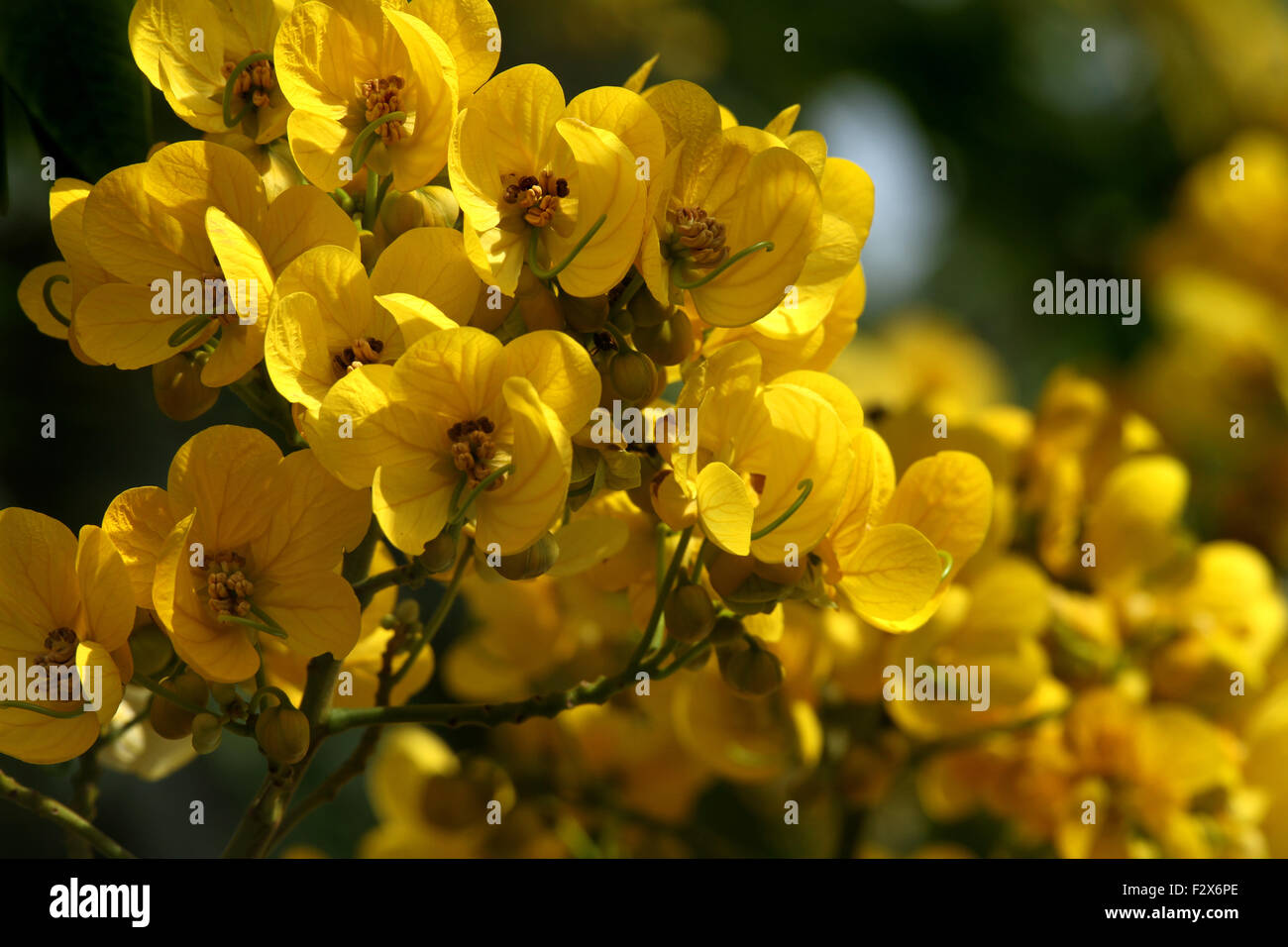 yellow flowers of Kerala Stock Photo - Alamy