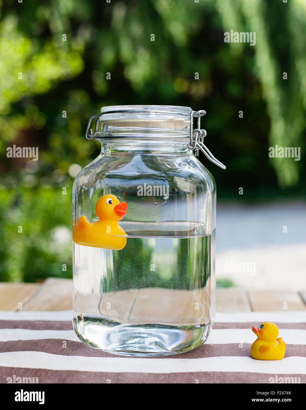 Baby rubber duck looking at adult duck closed inside glass jar full of ...
