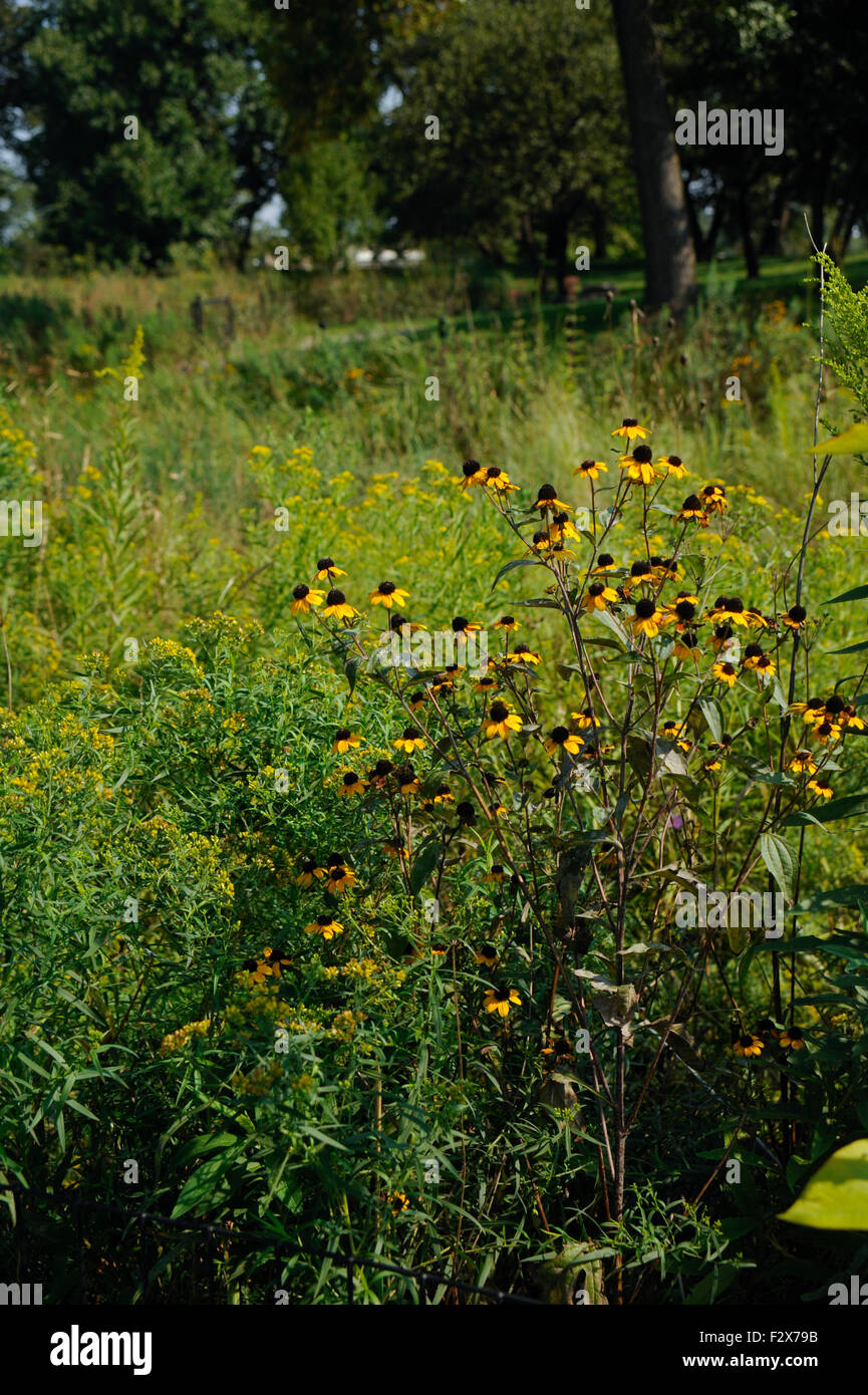 Wildflowers around the East Lagoon of Humboldt Park, Chicago, Illinois ...