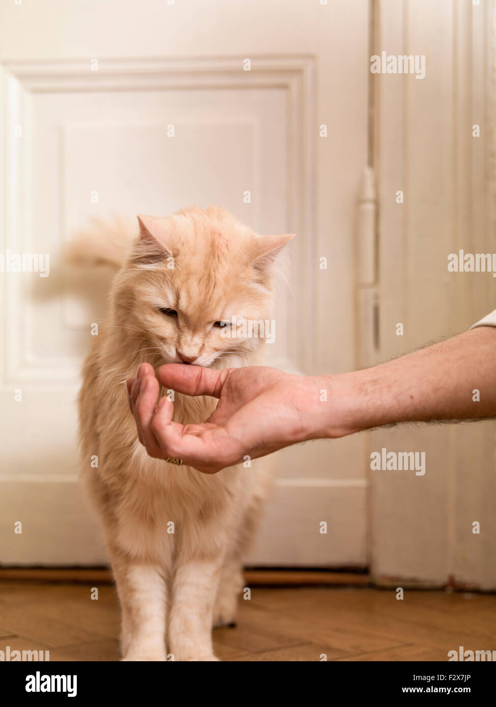 Maine Coon smelling man's hand Stock Photo - Alamy