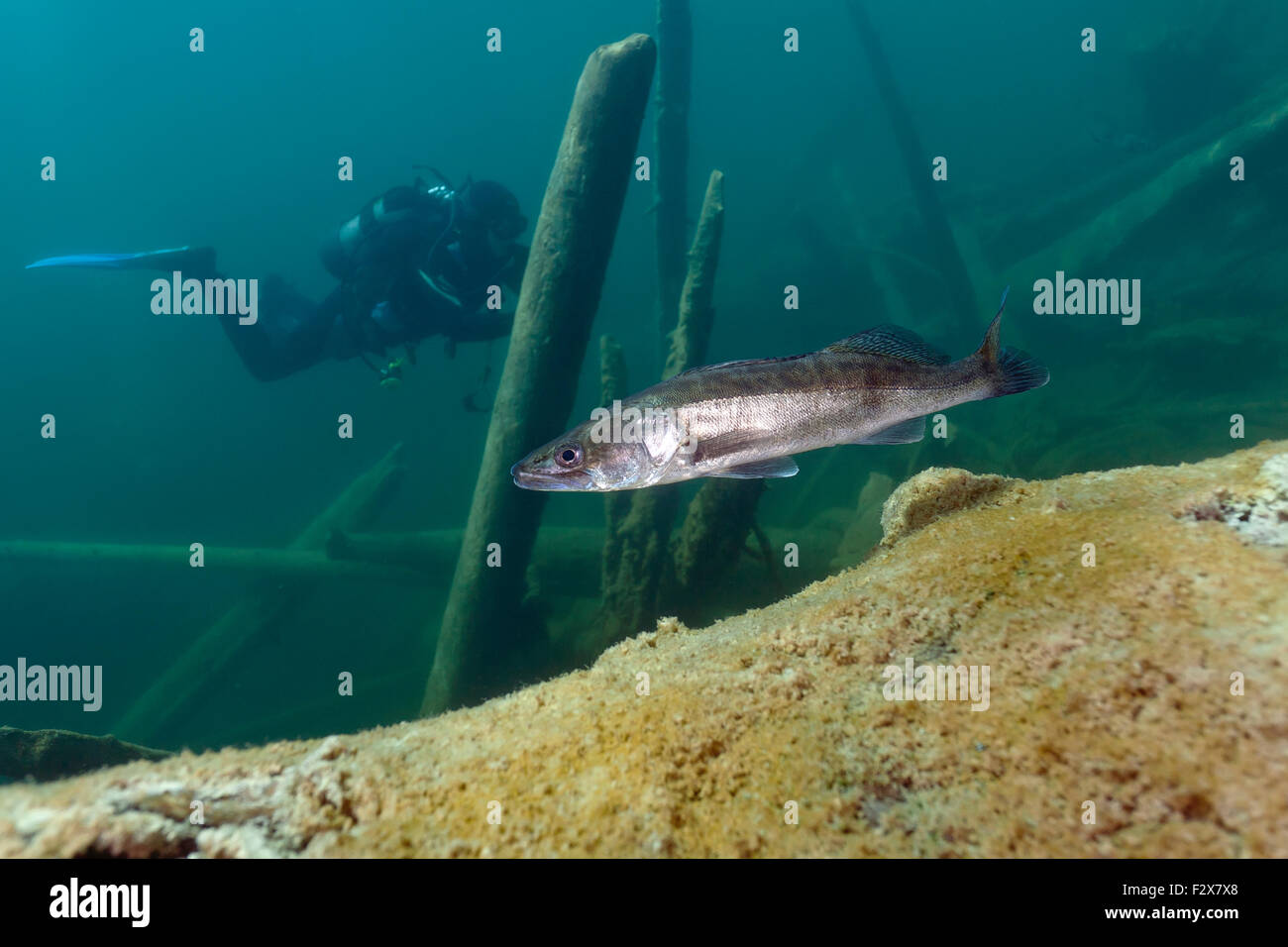 Austria, Tyrol, diver and pike perch in Blindsee lake Stock Photo - Alamy