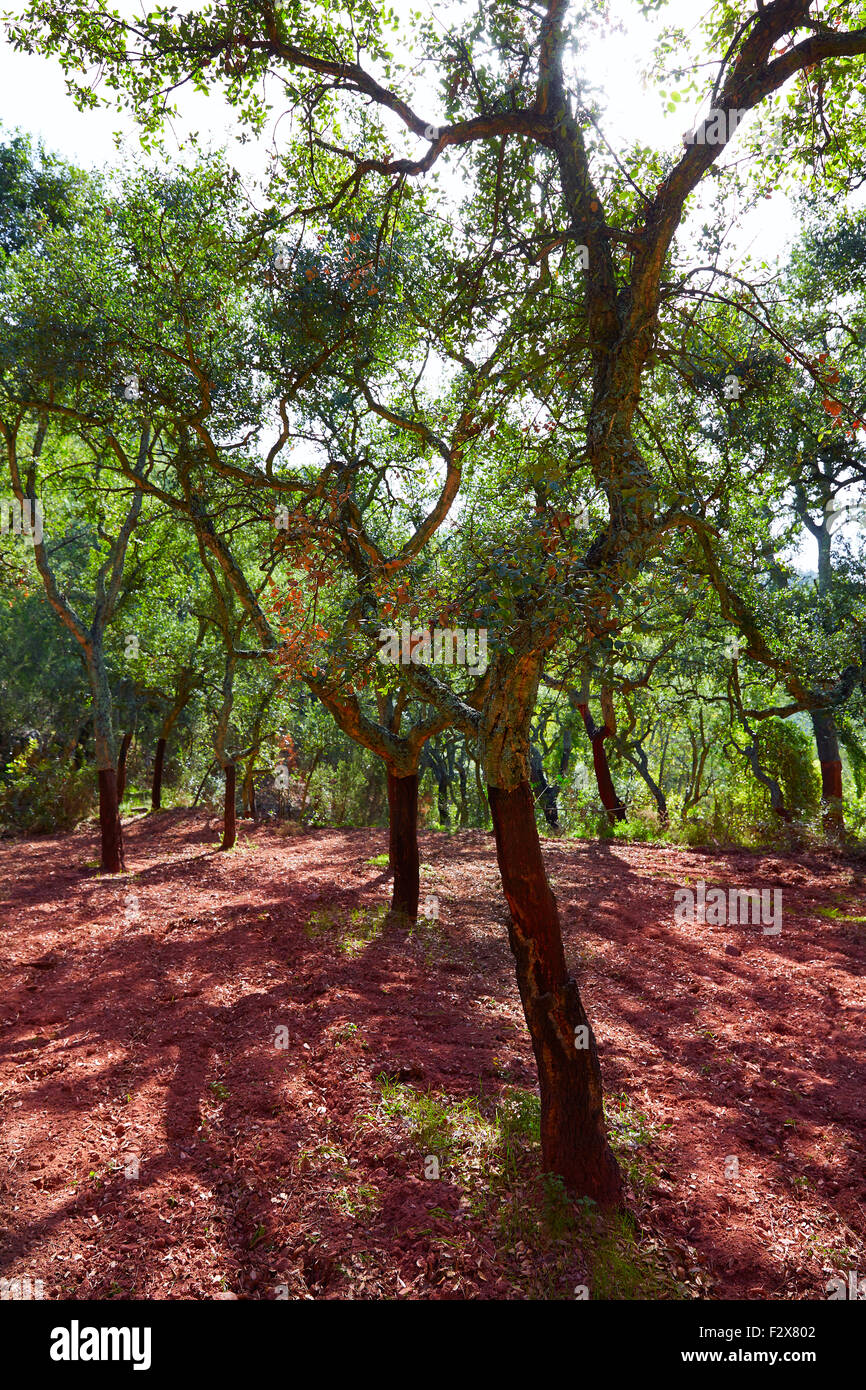 Castellon alcornocal in Sierra Espadan cork tree forest in Valencian ...