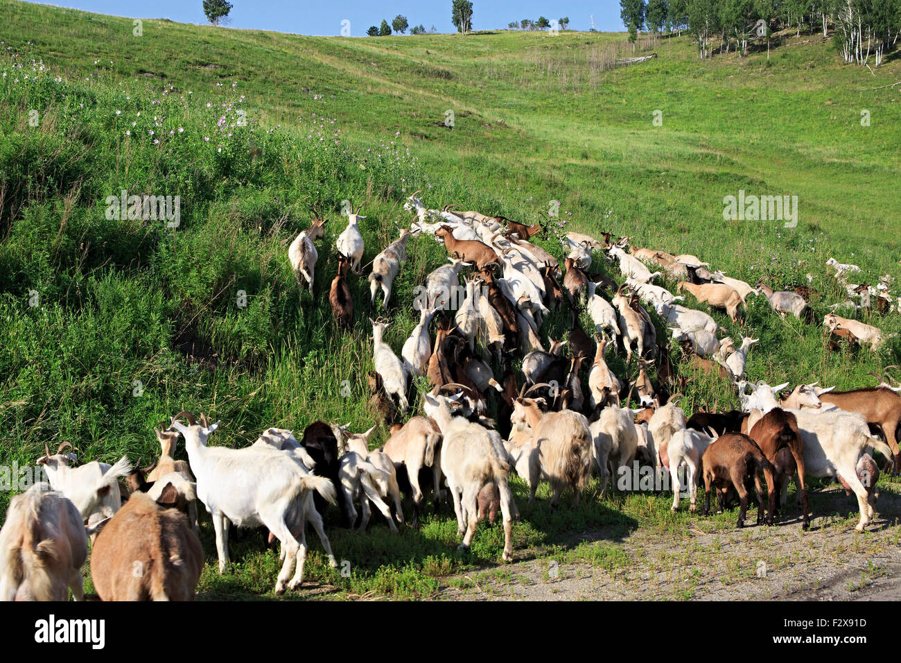 Herd of goats grazing on a green hill Stock Photo - Alamy
