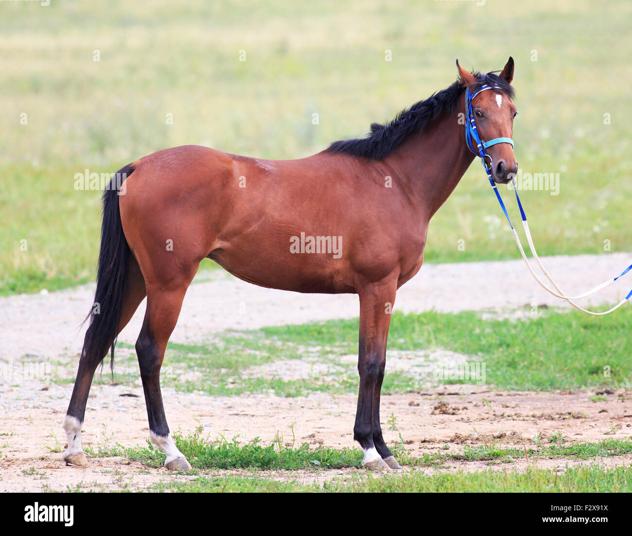 Beautiful bay stallion Thoroughbred breed Stock Photo - Alamy