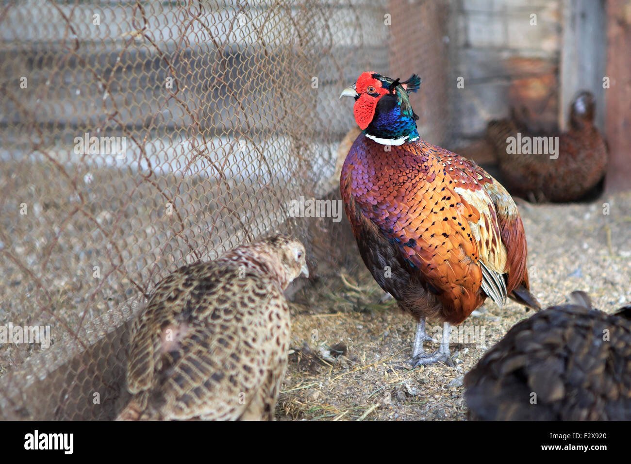 Family of Common pheasant Stock Photo - Alamy