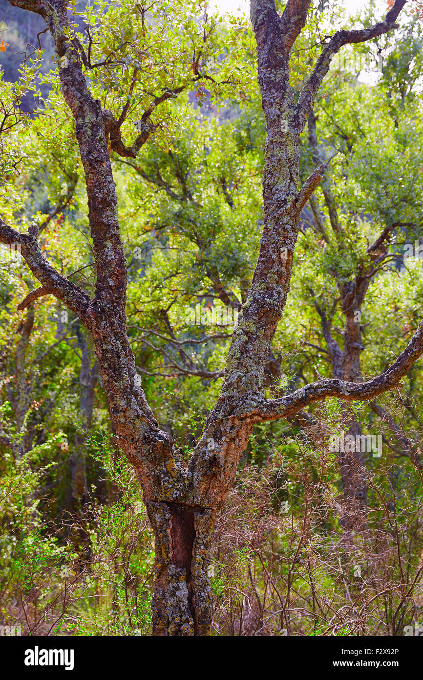 Castellon alcornocal in Sierra Espadan cork tree forest in Valencian ...