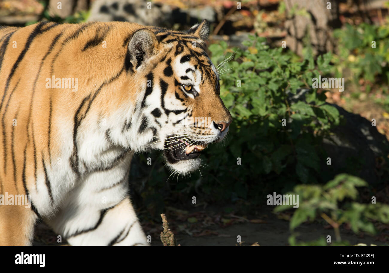 Tiger fangs hi-res stock photography and images - Alamy