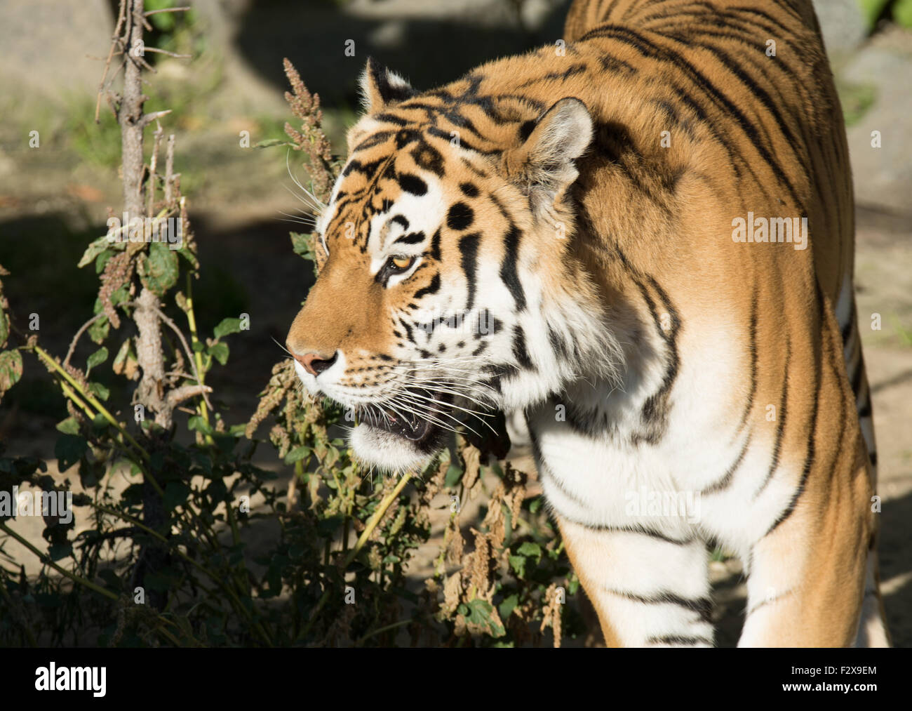 big tiger in summer day Stock Photo - Alamy