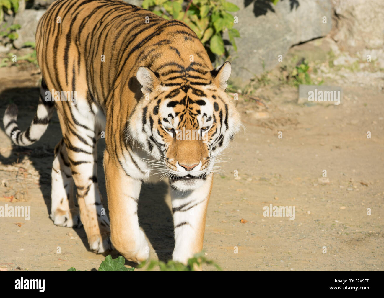 Big tiger hi-res stock photography and images - Alamy