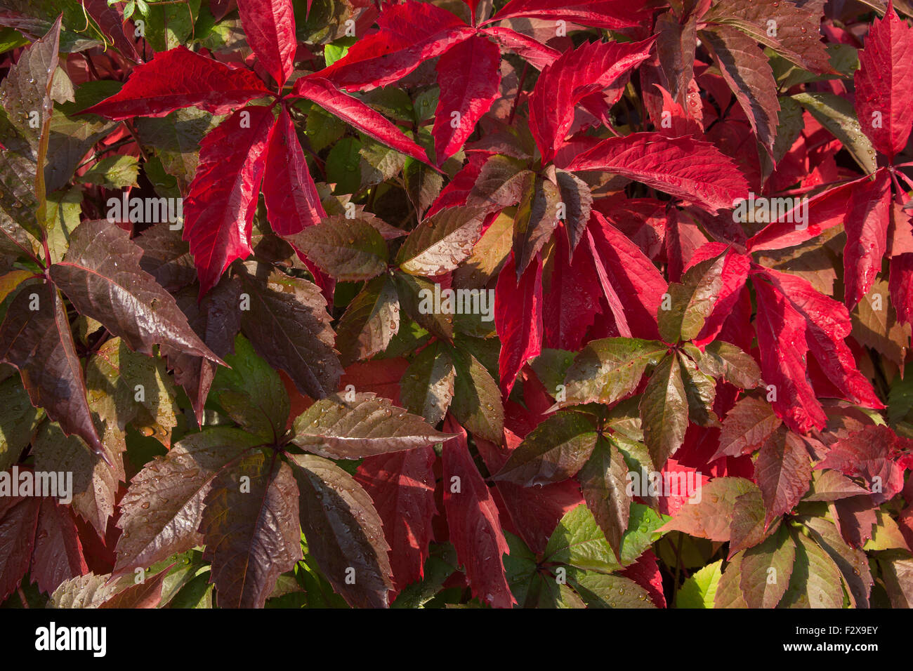 Autumn grapes leaves hi-res stock photography and images - Alamy