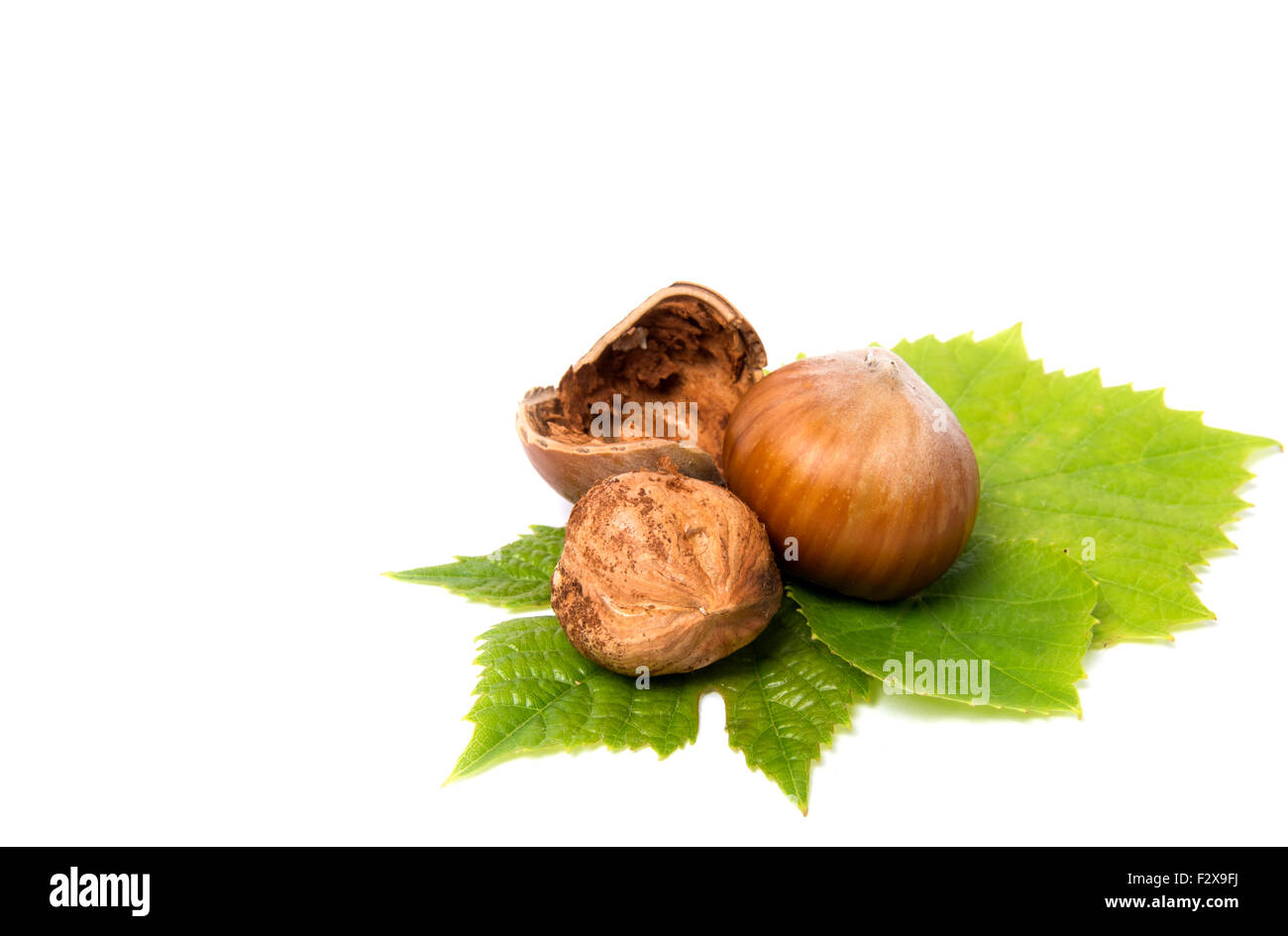 Hazelnut crop hi-res stock photography and images - Alamy