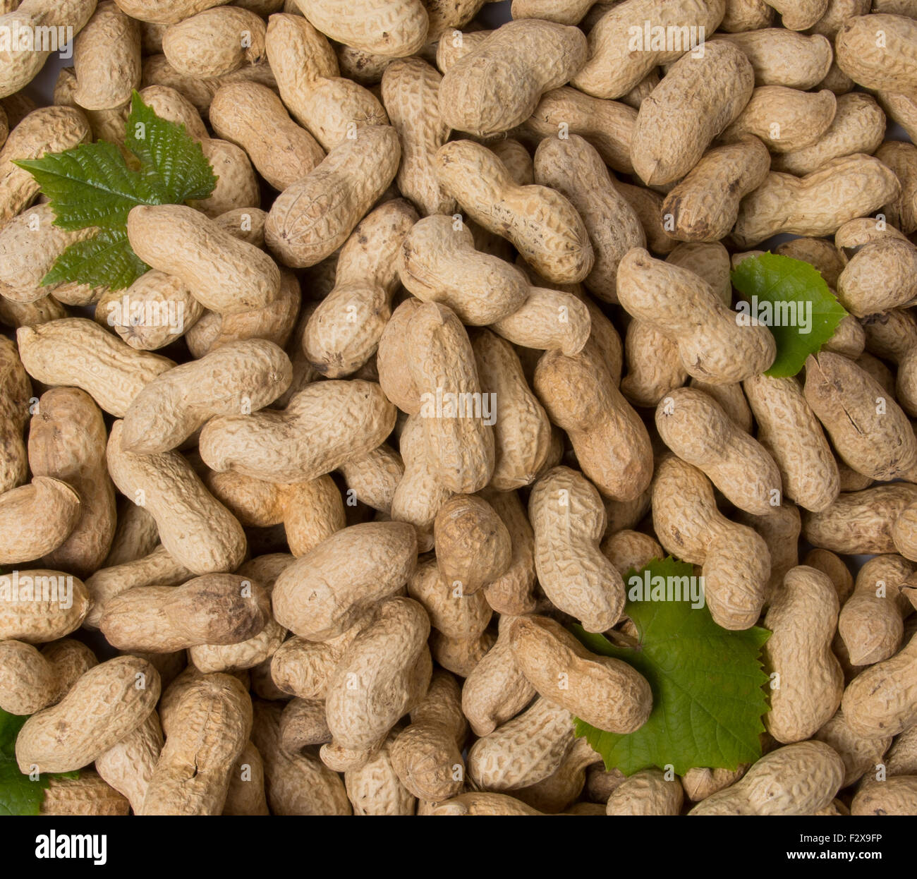 Peanuts crop hi-res stock photography and images - Alamy