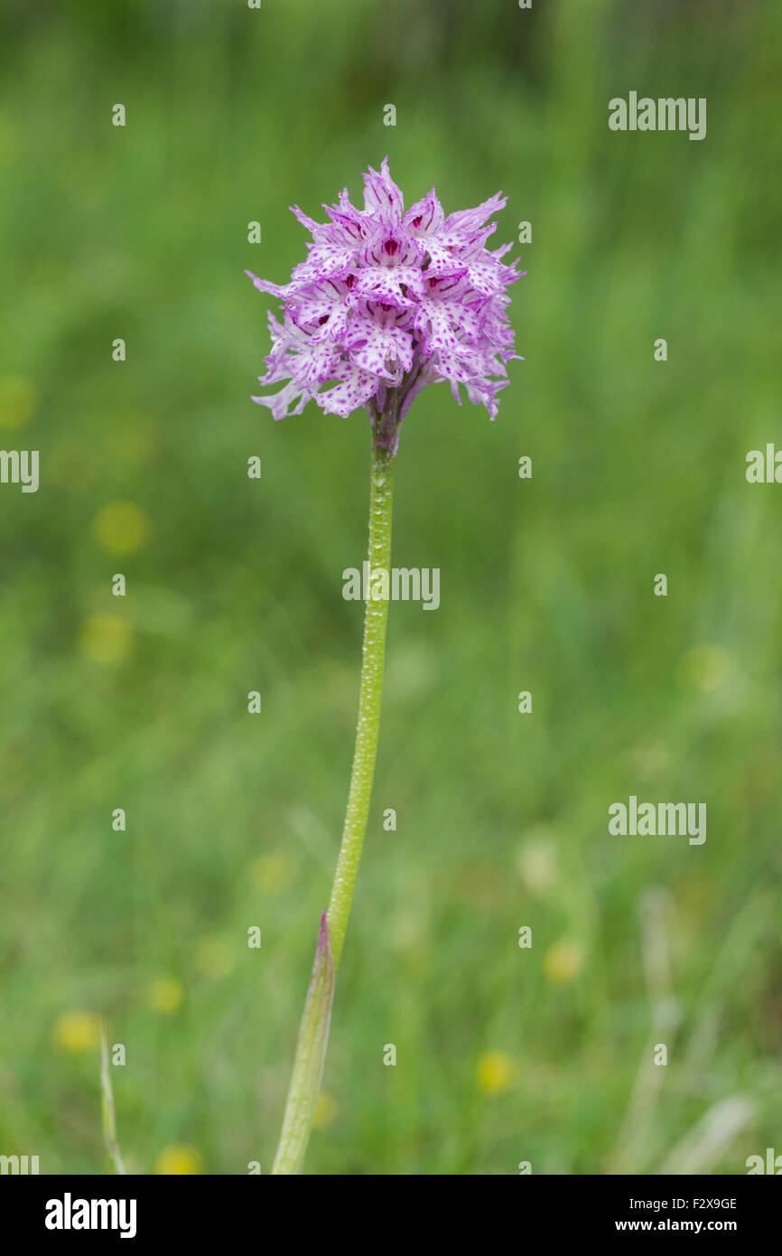Three-toothed orchid, Latin name Neotinea tridentata Stock Photo - Alamy