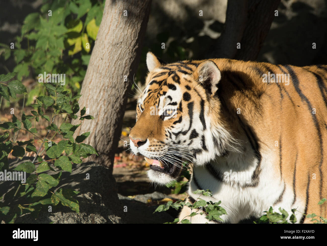 Tiger Fangs High Resolution Stock Photography and Images - Alamy