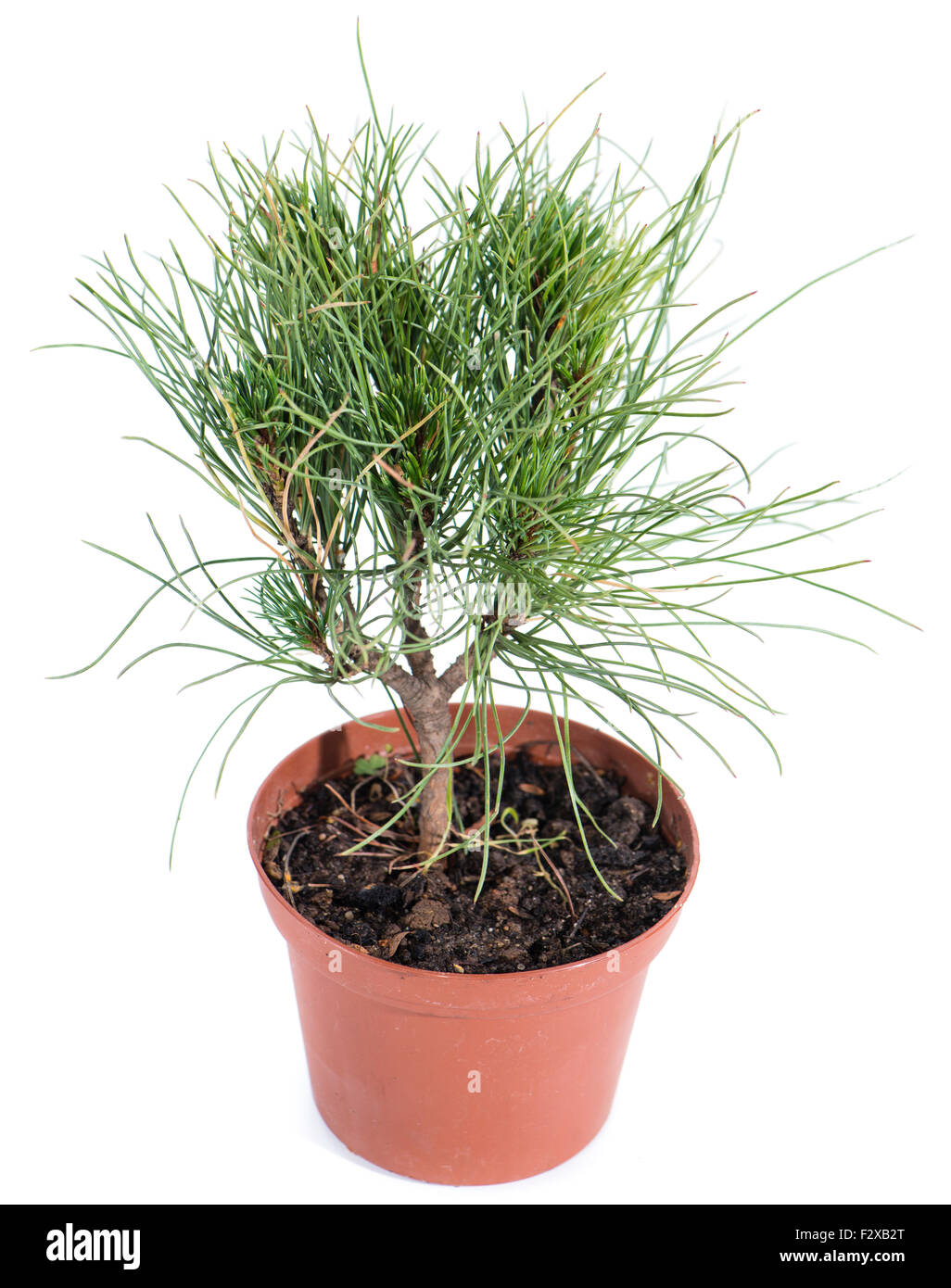Pine seedling hi-res stock photography and images - Alamy