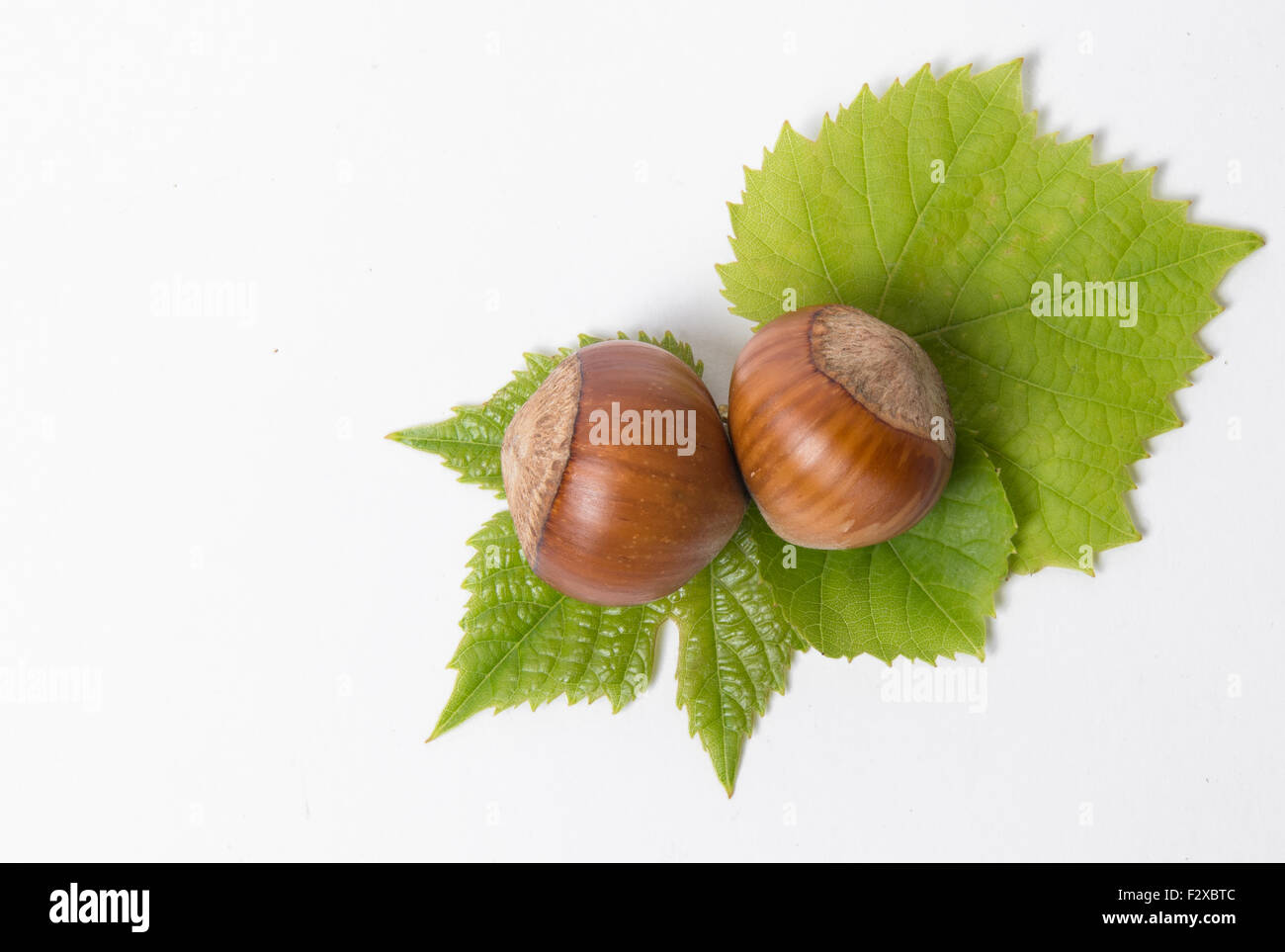 two fresh walnut Stock Photo - Alamy