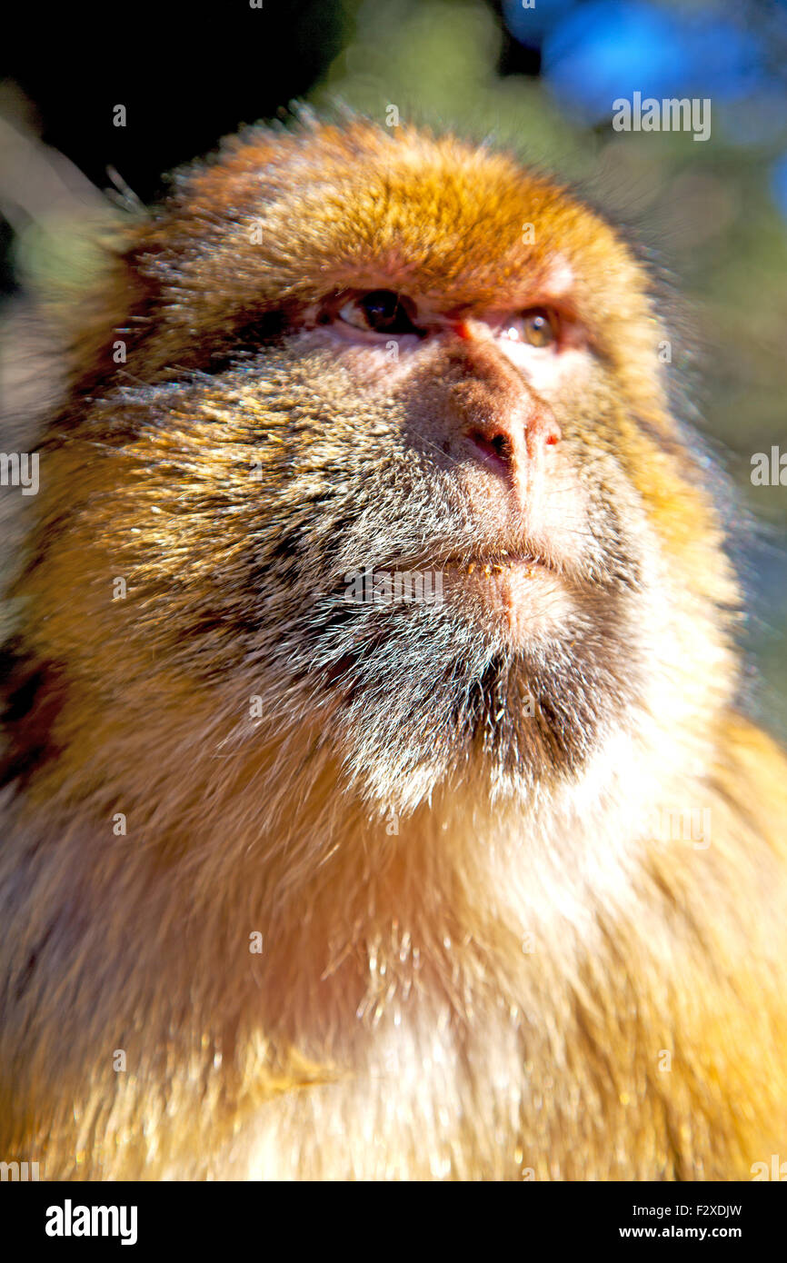 old monkey in africa morocco and natural background fauna close up ...
