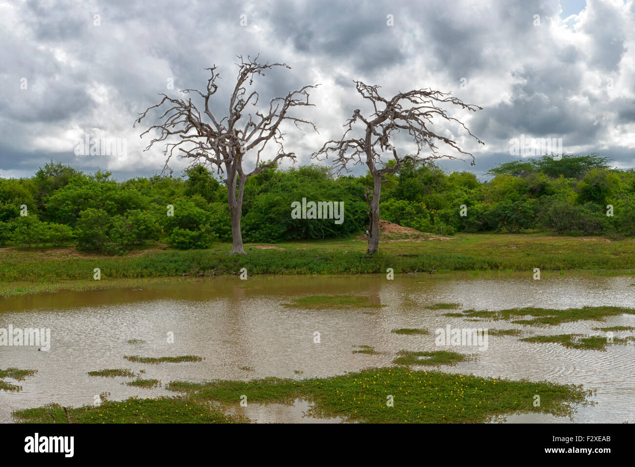 Bundala National Park, Sri Lanka Stock Photo - Alamy
