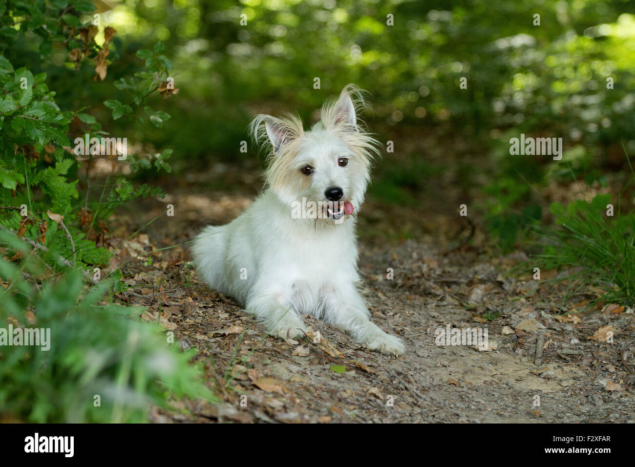 Small mongrel dog, Germany Stock Photo - Alamy