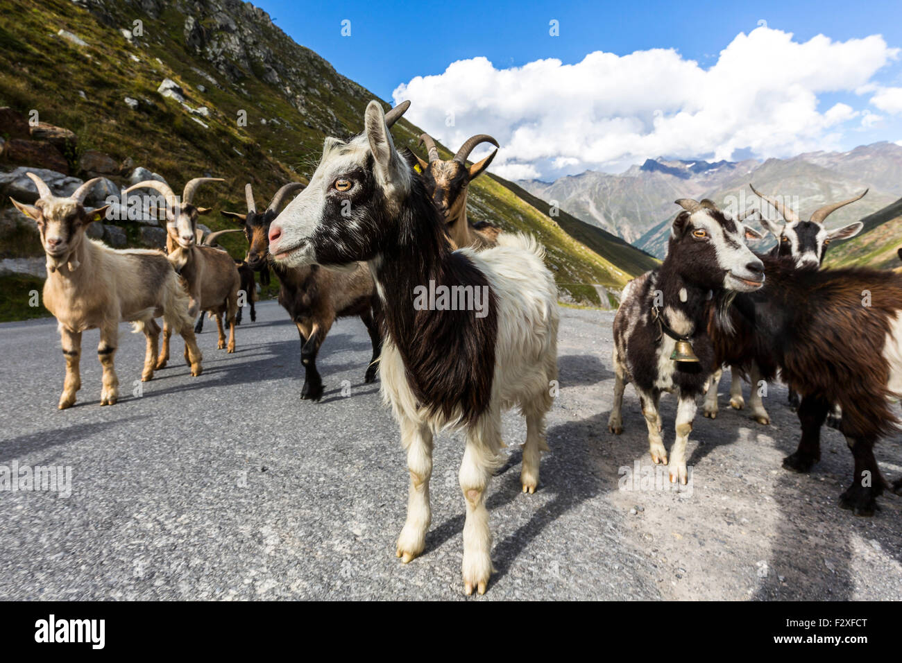 Austria goats hi-res stock photography and images - Alamy