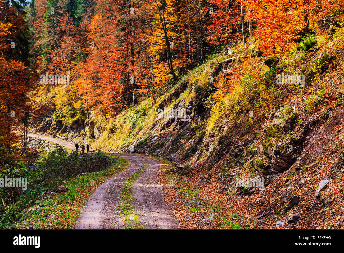 Footpath winding through colorful forest in Transylvania-Romania Stock ...
