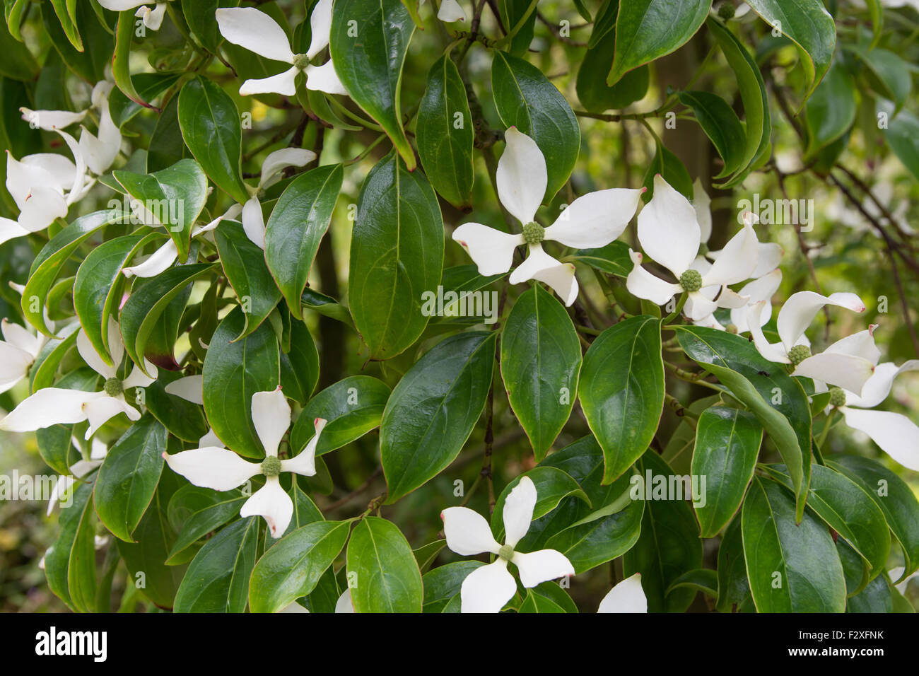 Angustata hi-res stock photography and images - Alamy