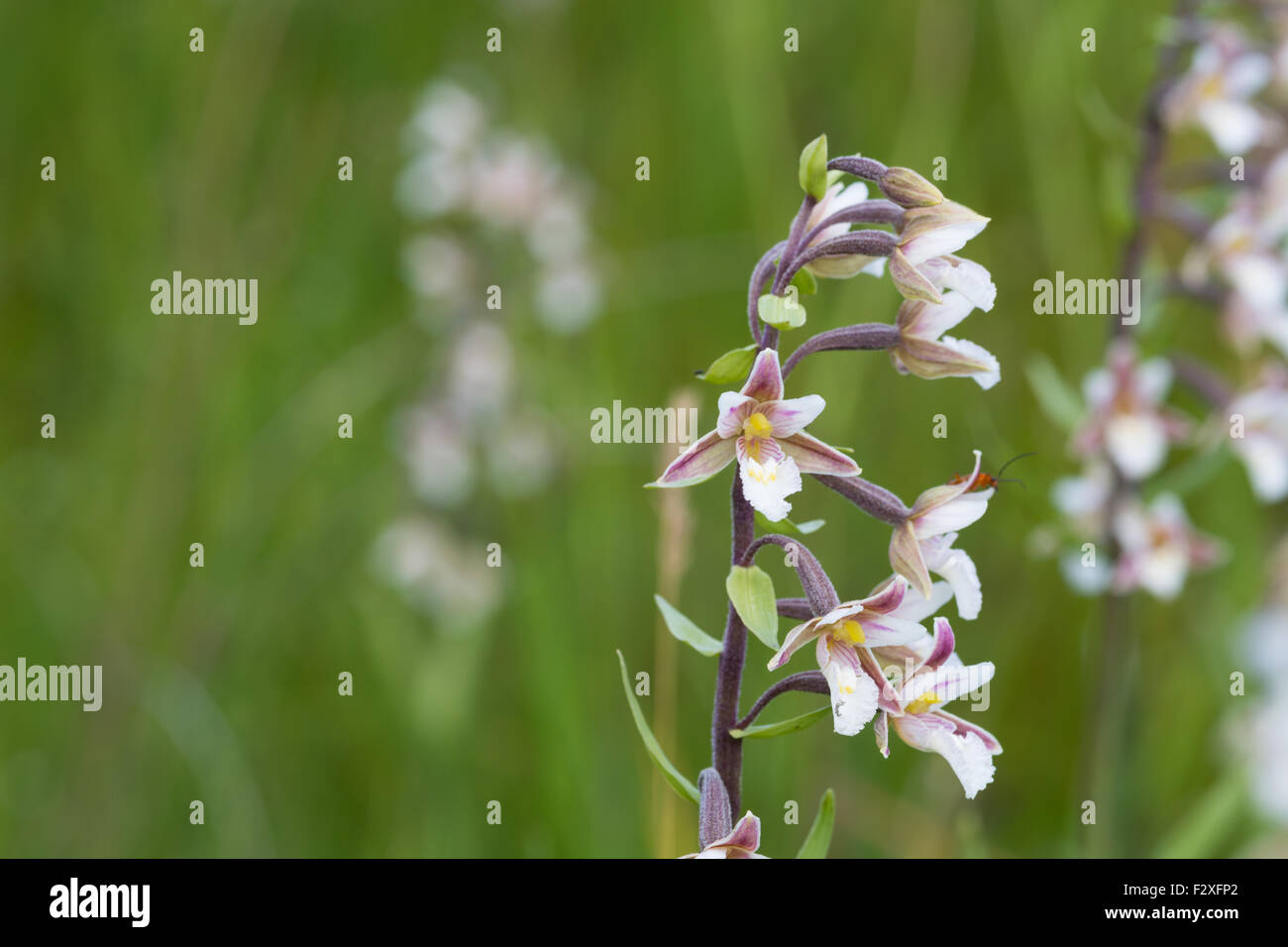 Epipactis palustris - Marsh Helleborine Stock Photo - Alamy